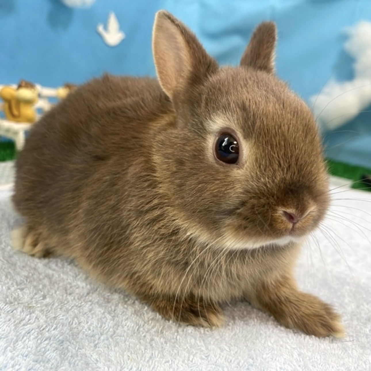 E3F40FFA-D84D-4D7A-B7F1-CF3D2EDC962D | さいたま市 東大宮のうさぎ専門店 DAN'S HOUSE ...