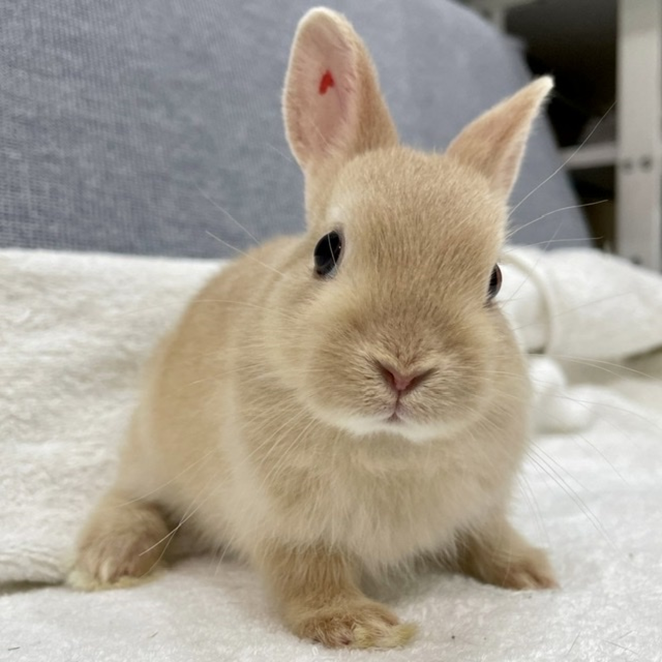 170870CF-9A33-4C5B-87D0-DFDFE3731382 | さいたま市 東大宮のうさぎ専門店 DAN'S HOUSE ...